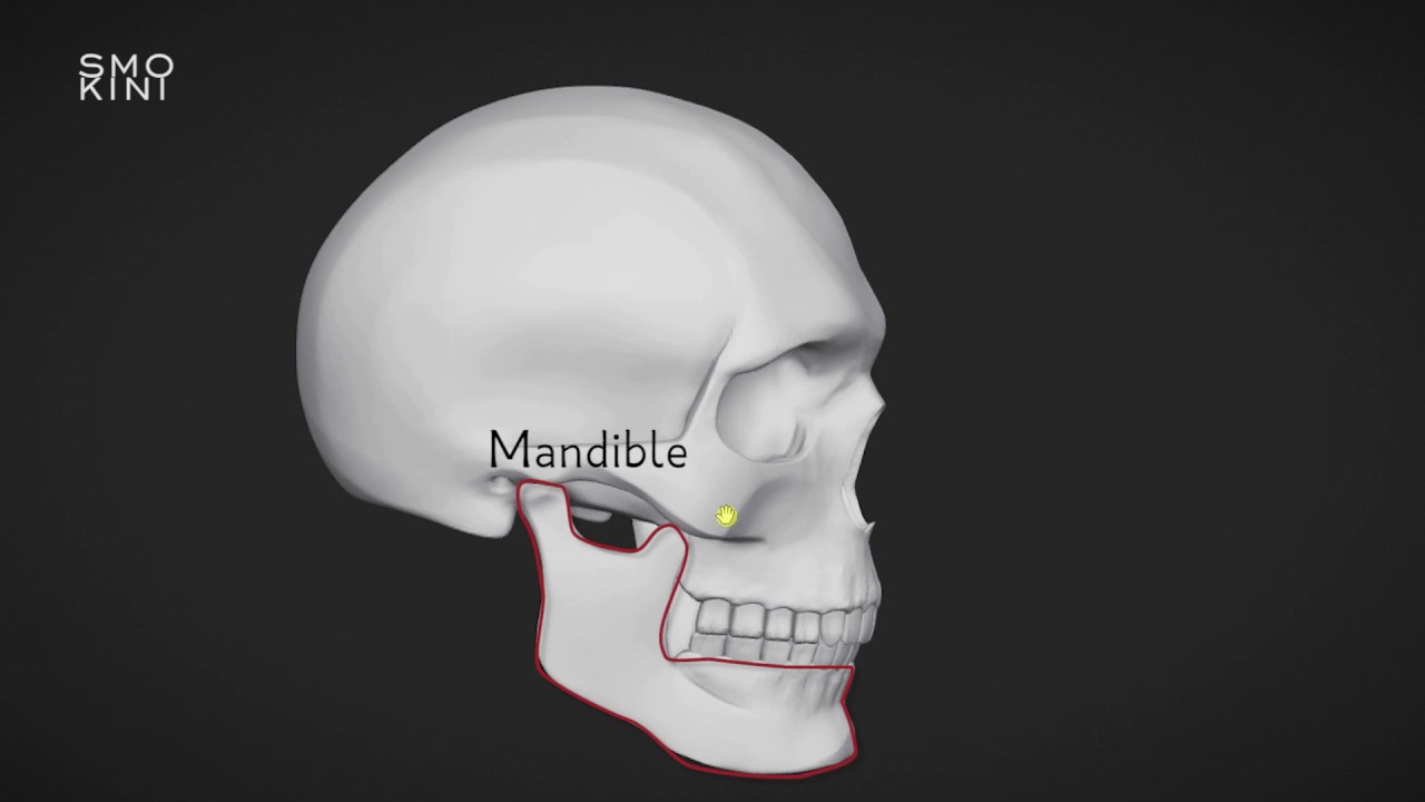 Bones of the Skull Labeled/ Skull Anatomy/ Parts of the Skull/ Art ...