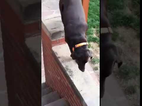 Dog Falls off Staircase Railing - 1035514 - YouTube