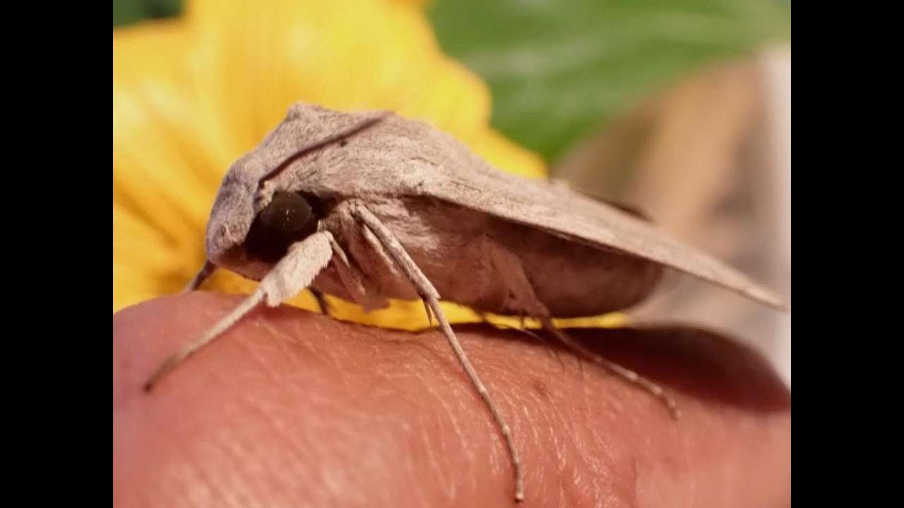 ♀ Ello Sphinx Moth (Erinnyis ello) Alevilla Cachón ♀ - YouTube