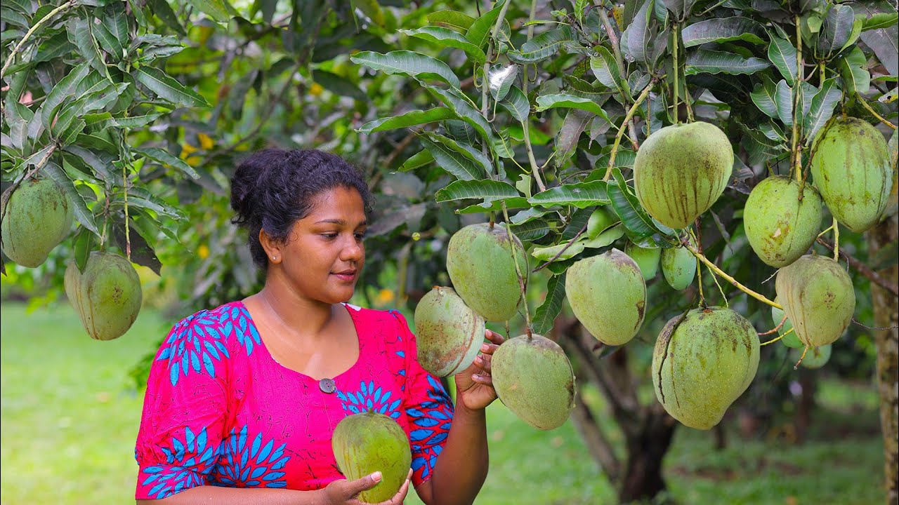 "Organic Tropical Giant Mangoes"🥭🥭In My Backyard .Filled With Super ...