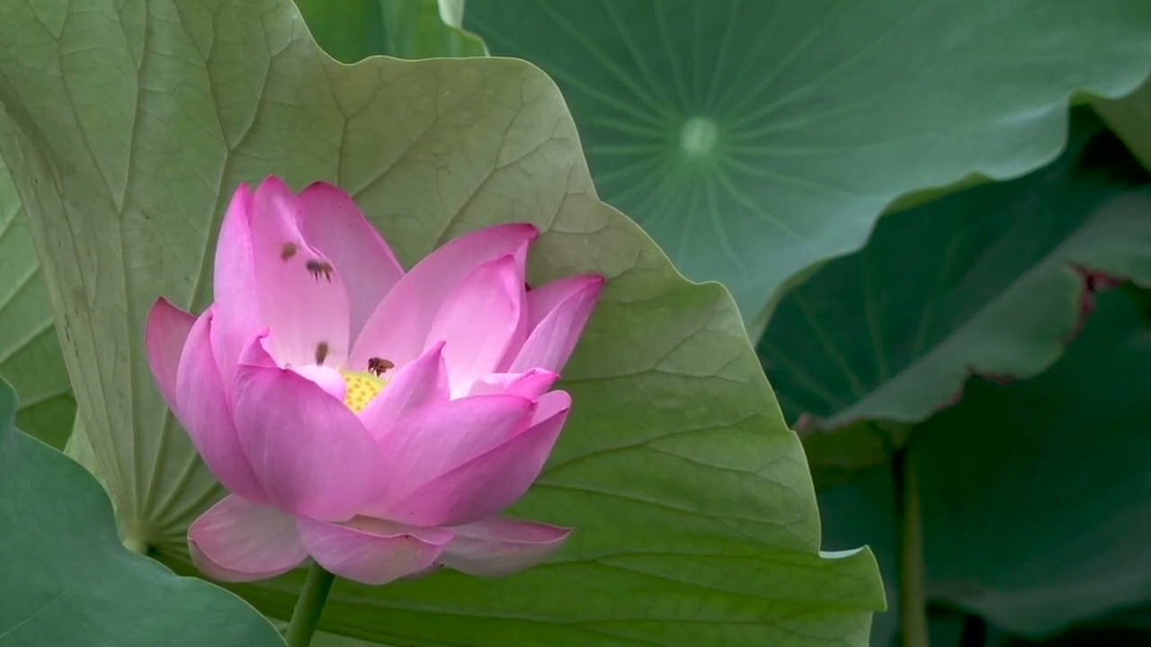 54. These Vibrating Bees Reveal A Treasure Hidden In A Flower - YouTube