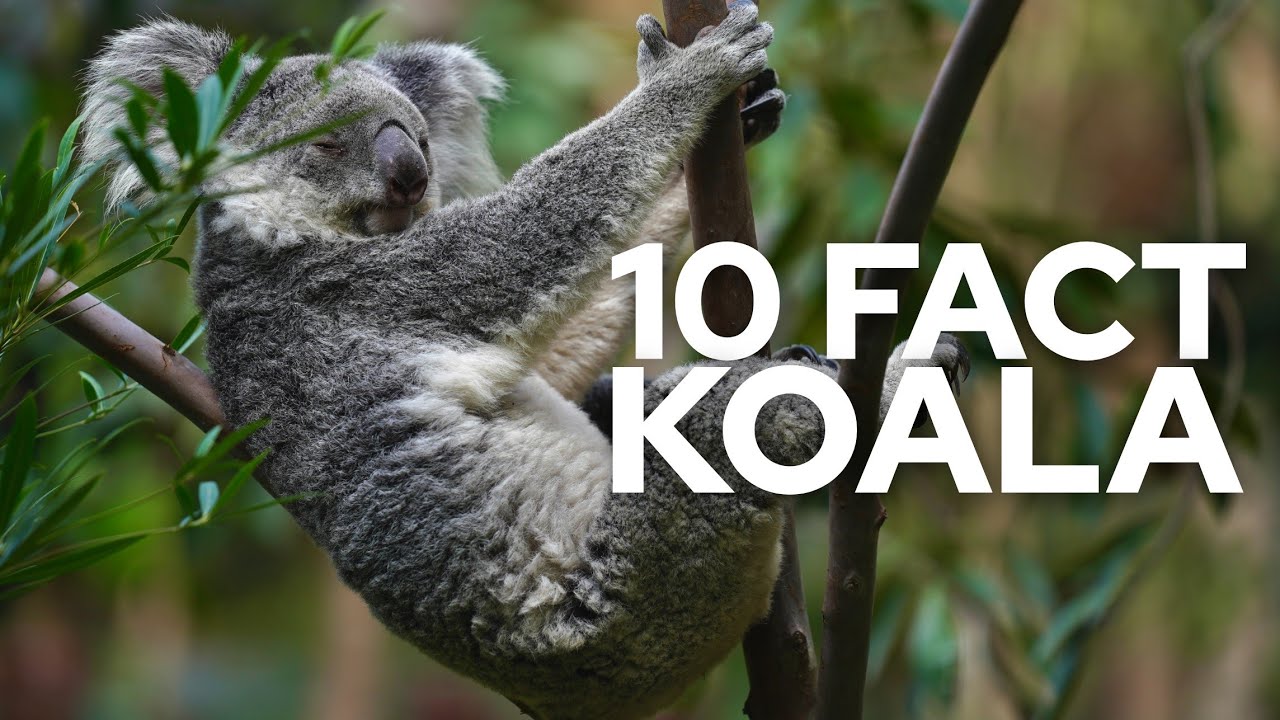 10 Fascinating Fact About Koala - YouTube