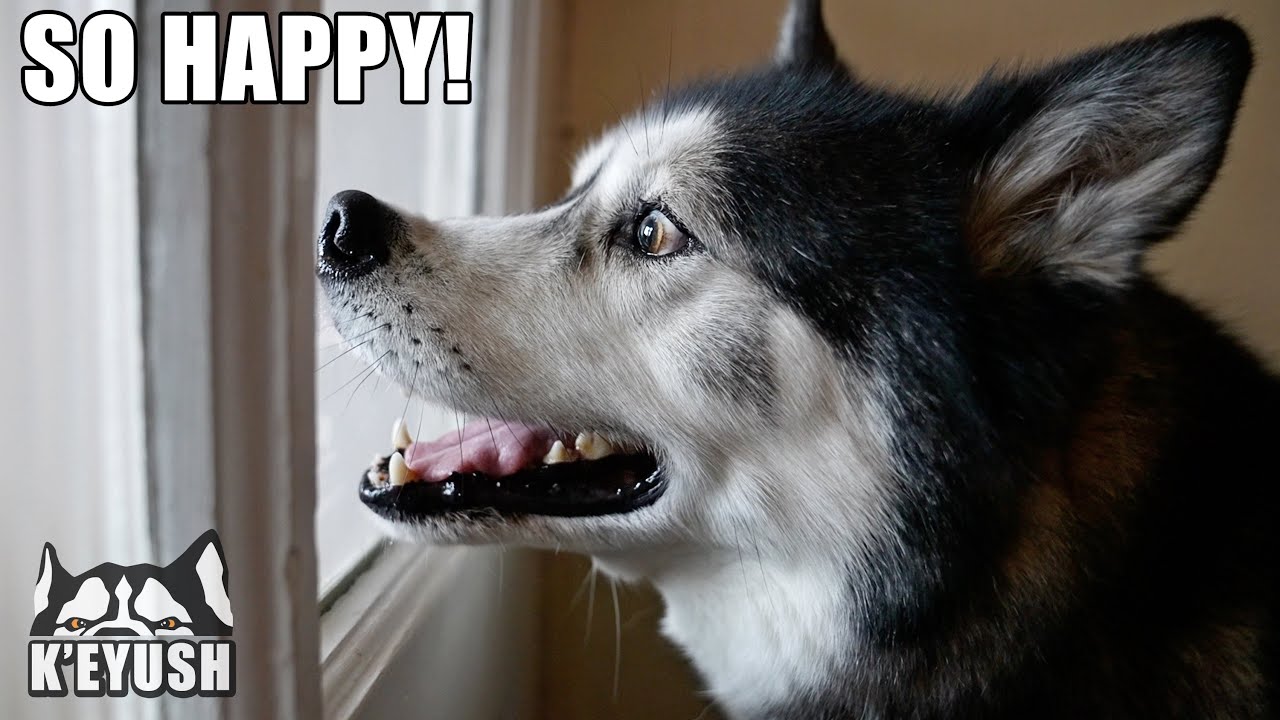 Giving My Husky ALL Of His Favourite Things! He’s So Happy! - YouTube