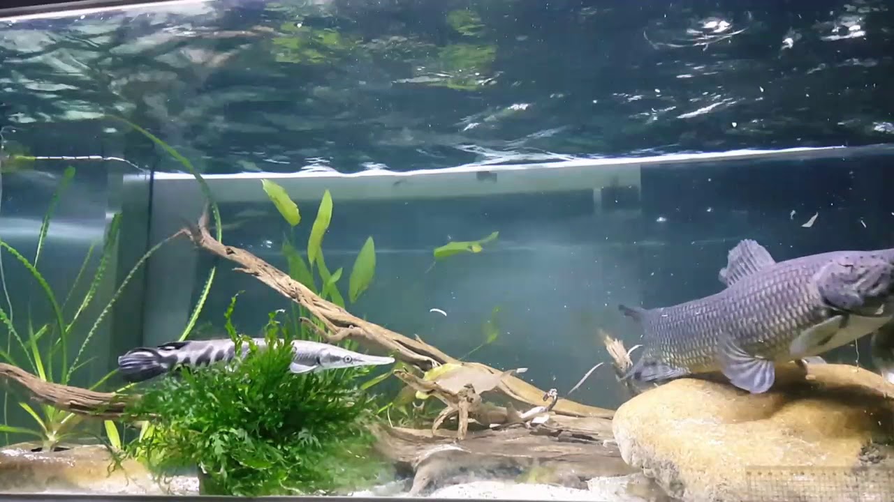 suriname aimara - YouTube