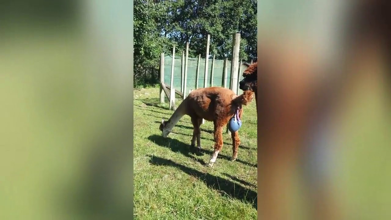 Alpaca breeding - passing the placenta - YouTube