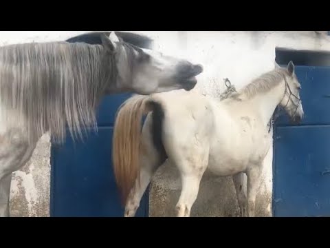 Caballo joven reencuentro con sus hermanos. Crianza y reproducción de ...