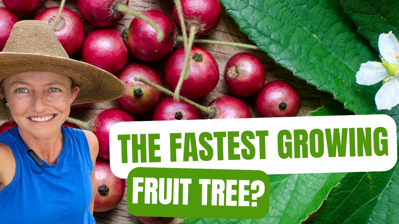 Panama Berry: The Fast-Growing Fruit Tree You’ll Wish You Planted ...