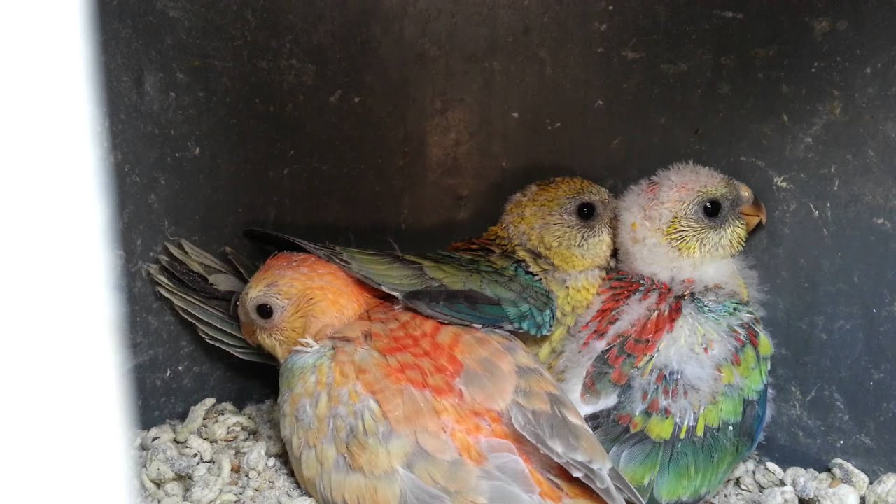 Psittacoms nichée de croupions en divers mutations du bloc N°22, V3 ...