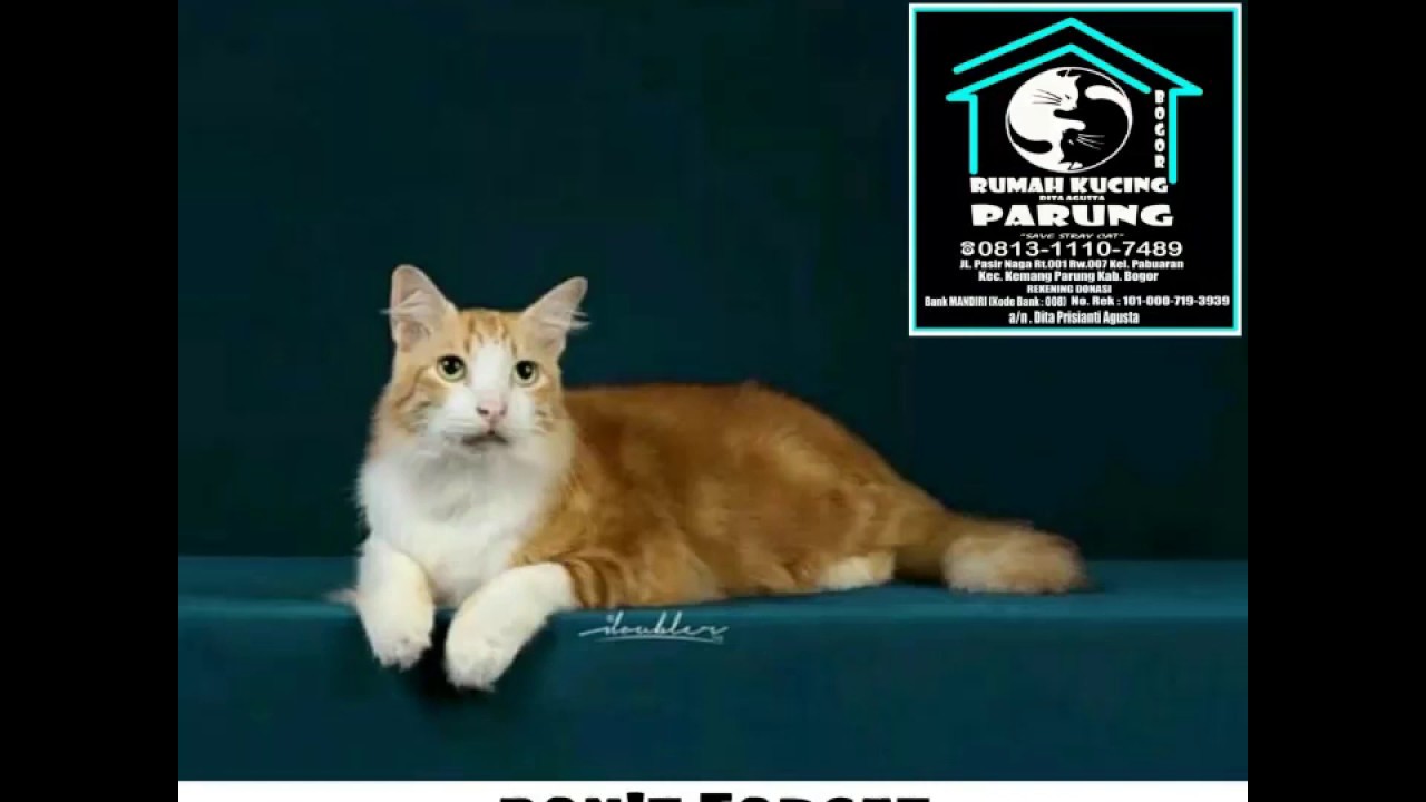 KUCING KUCING LUCU di RUMAH KUCING PARUNG - YouTube