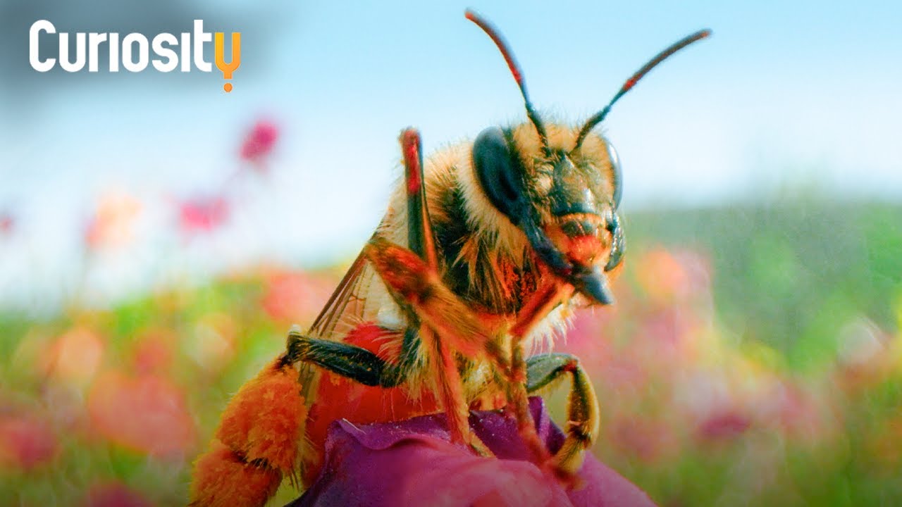 How Insects Uniquely Adapt to Their Habitats | Planet Insect - YouTube