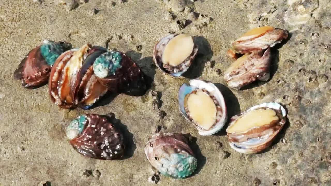 I Catch The Sea To Find The Abalone Farm, Where There Are Abalone Full ...