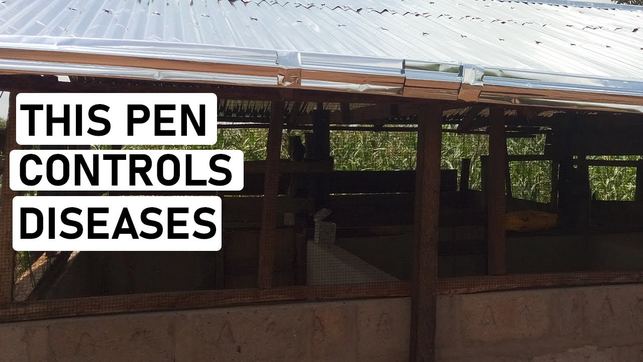 Cheap Way To Build A Pig Pen That Controls Diseases - YouTube
