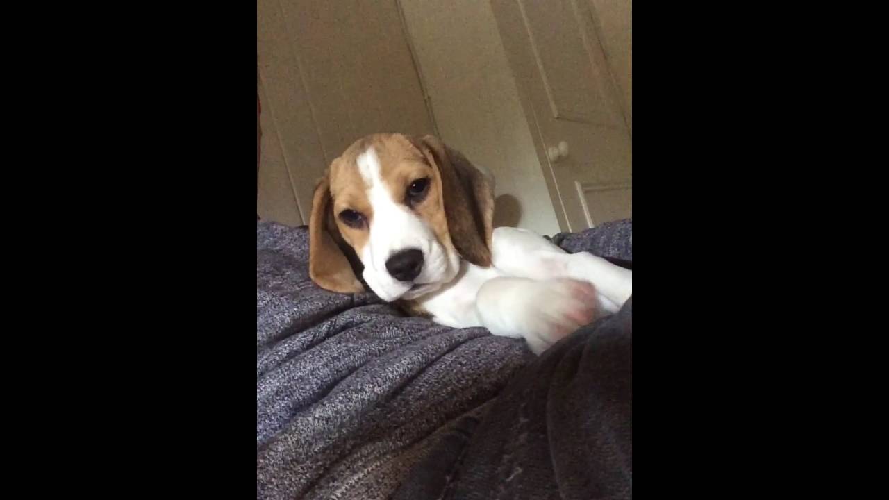 Beagle puppy wave - YouTube