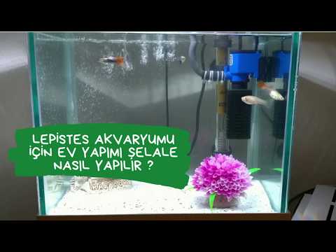 Lepistes Akvaryumu için Ev Yapımı Şelale Nasıl Yapılır