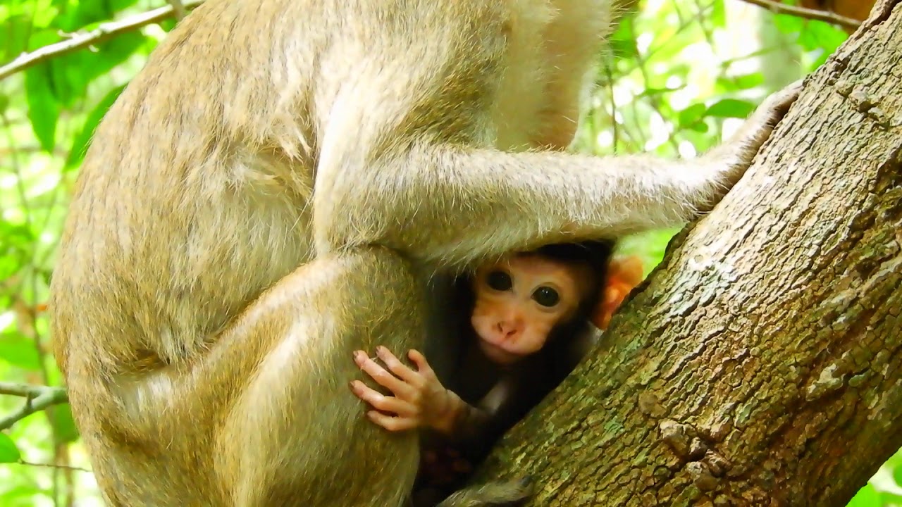 Mom Monkey scaring someone go to siting on the tree control situation # ...