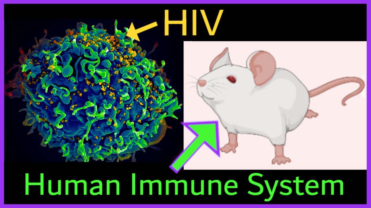 Growing a Human Immune System in a Mouse (Studying HIV with the First ...