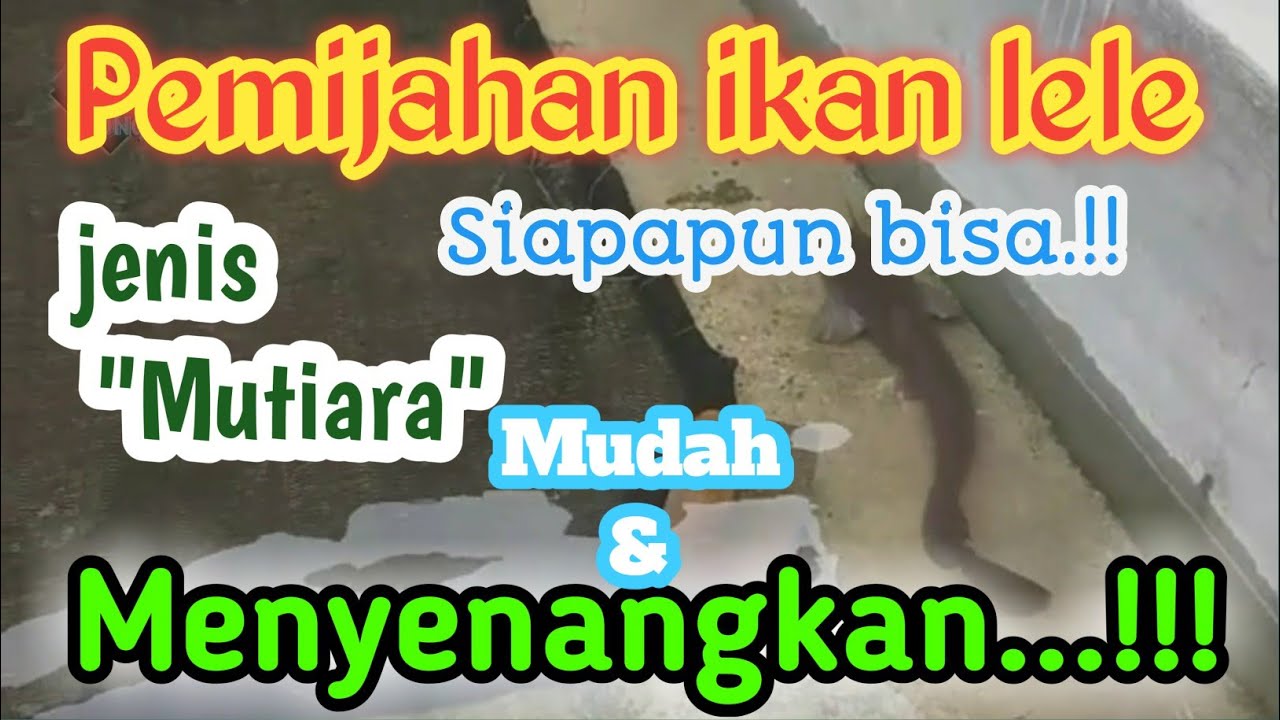 Cara mudah memijahkan ikan lele 2021 (lele mutiara). - YouTube