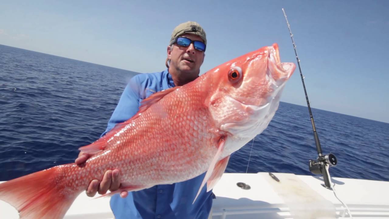 karl american red snapper - YouTube