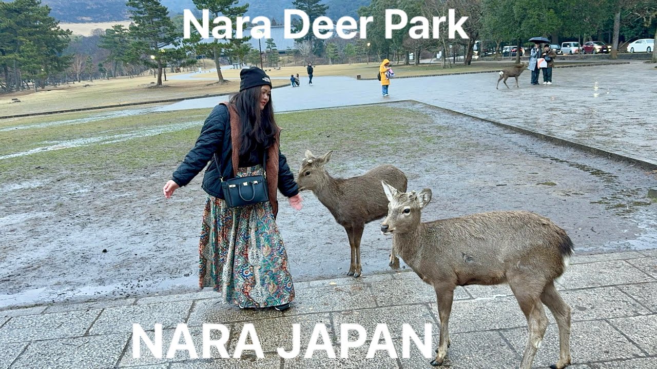 🇯🇵 NARA DEER PARK | NARA JAPAN | WINTER 2024 - YouTube