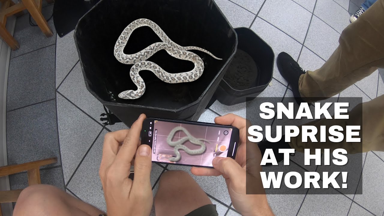 SNAKE SURPRISE IN HIS OFFICE! - YouTube