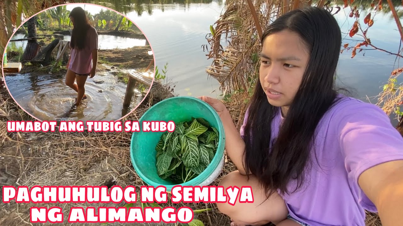 PAGHUHULOG NG SEMILYA NG ALIMANGO SA FISHPOND | TUBIG SA ILOG UMABOT NA ...