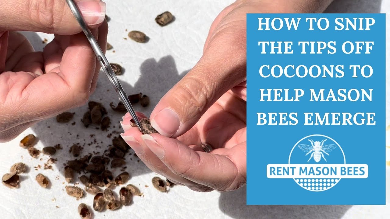 Mason Bee Video Library - Rent Mason Bees