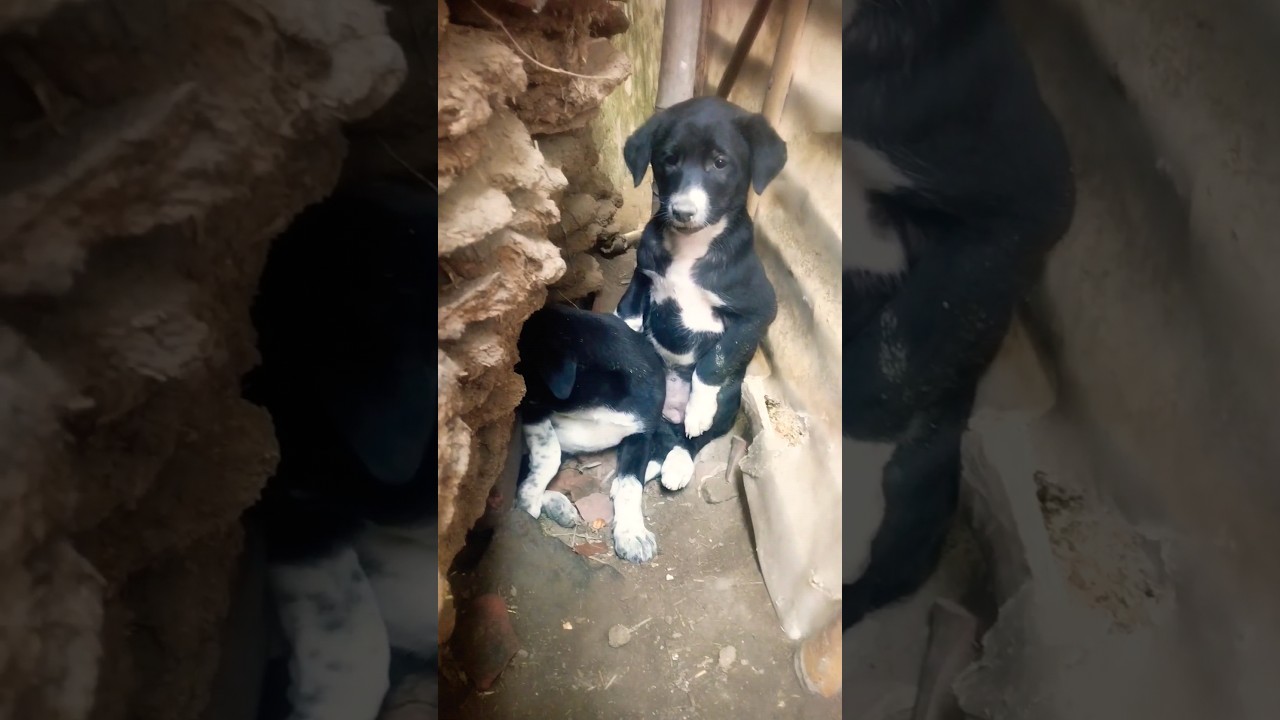 Save Life of Street Dogs #01 - YouTube