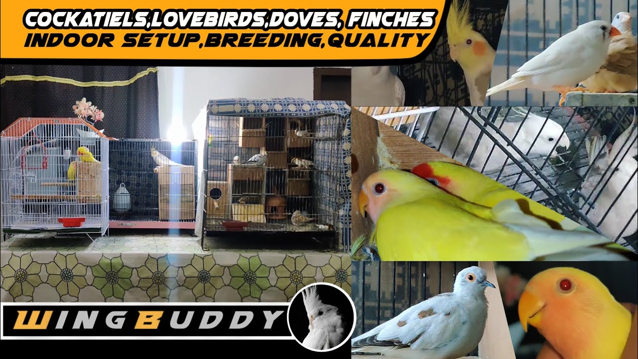 All Seasons Best Mini Indoor Setup For Cockatiels,LoveBirds,Doves ...