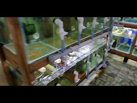 Balık Üretimhanemizi Gezelim/Cüreoğlupet