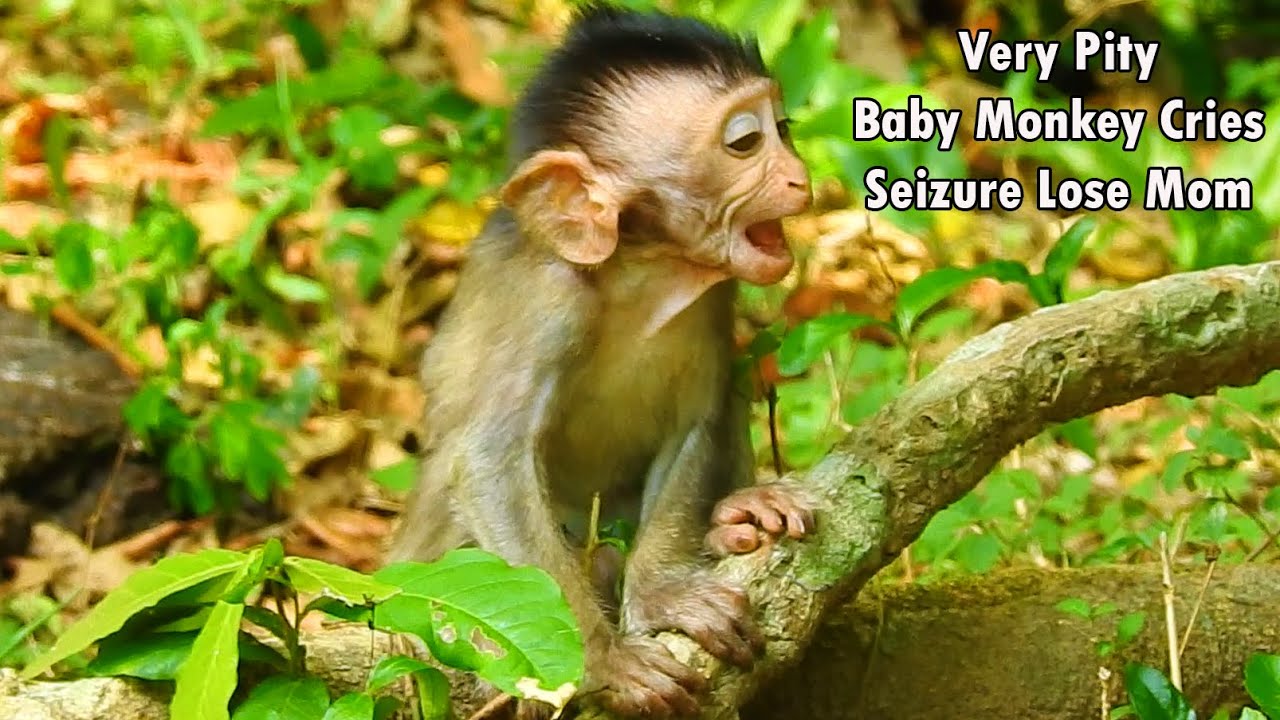 Very Pity Small Baby Monkey Cries Seizure Lose Mom - YouTube