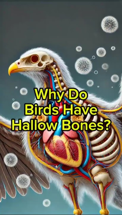 Why Do Birds Have Hollow Bones? The Science Behind Flight Explained 🐦 ...