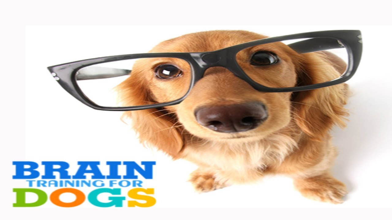 Training Dogs - Brain Training For Dogs - YouTube