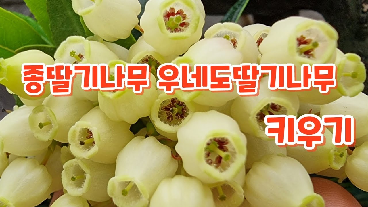 #종딸기{우네도딸기나무} 키우기 #꽃향기야생화 - YouTube