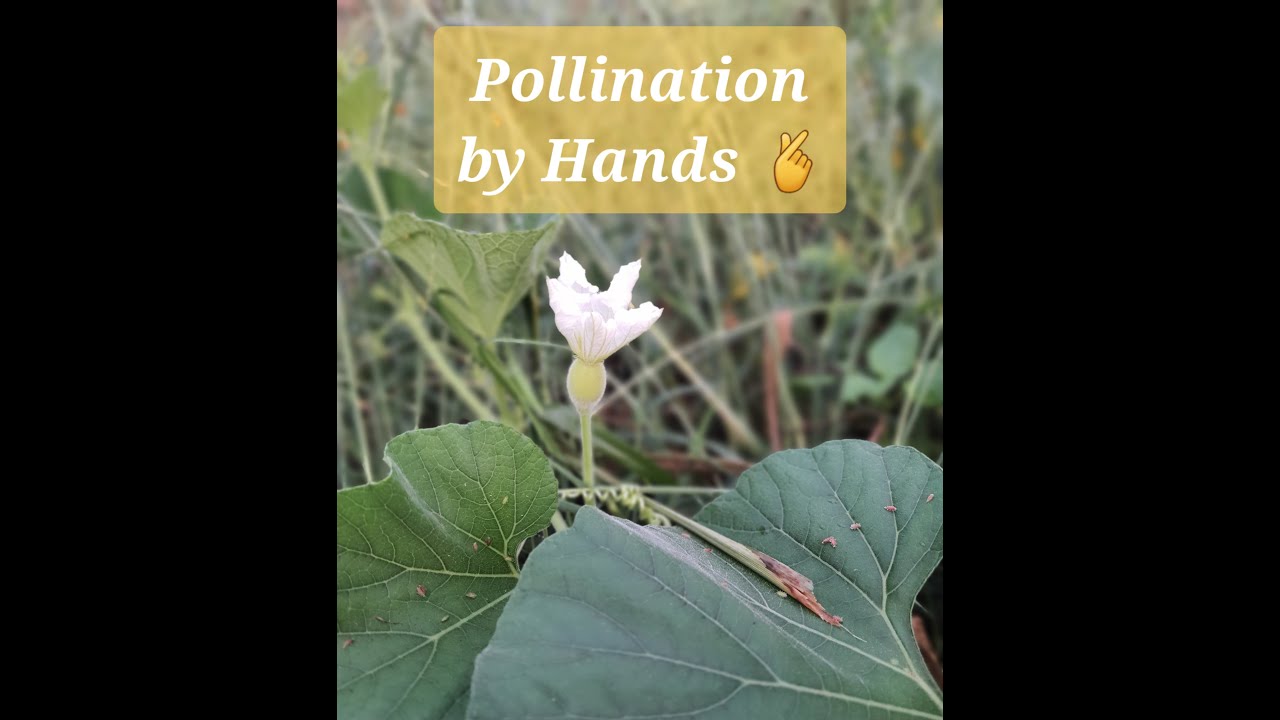 Pollination By Hands | Artificial Pollination | कृत्रिम परागण - YouTube
