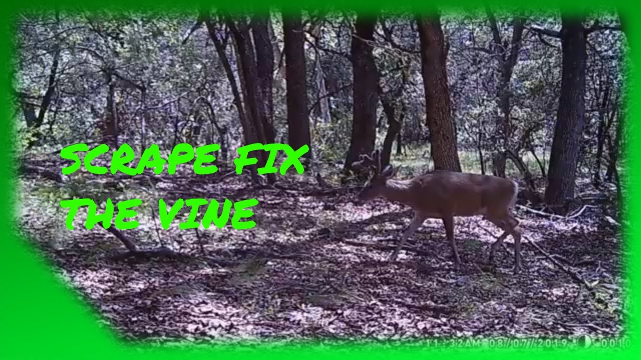 SCRAPE FIX THE VINE - YouTube