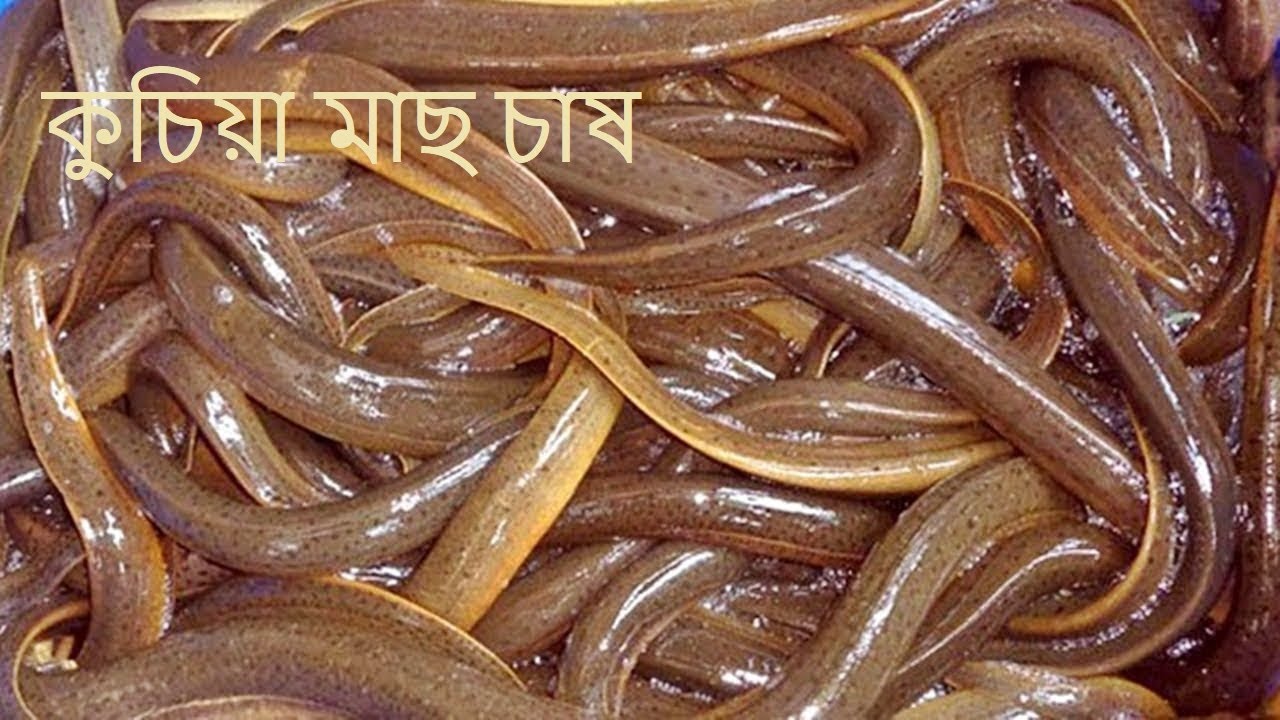 Eel Fish farm in Bangladesh। - YouTube