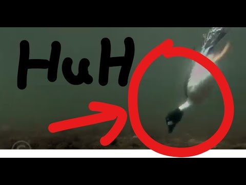 Duck in shock🤯 - YouTube