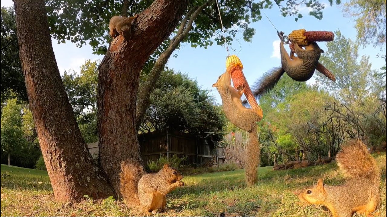Squirrel Bungee Bouncer Corn Feeder - Fox Squirrels - 5+ minutes - YouTube