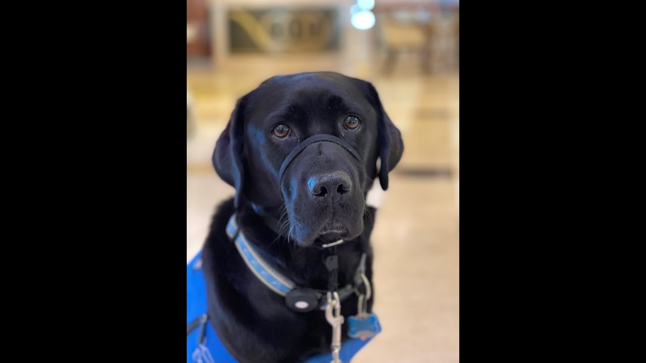 Cruising with a Canine Companion service dog on the Royal Princess ...