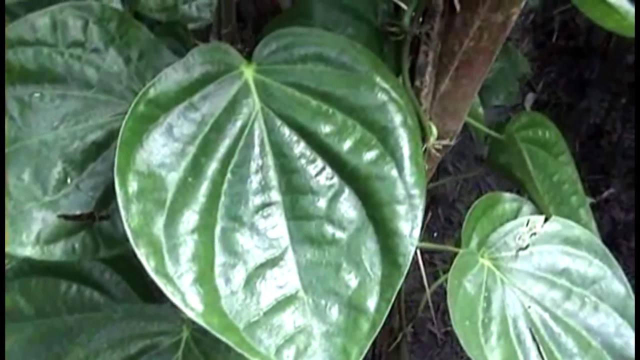 betel leaf farming | পানের বরজ চাষ | World Best Betel Leaf Farming ...