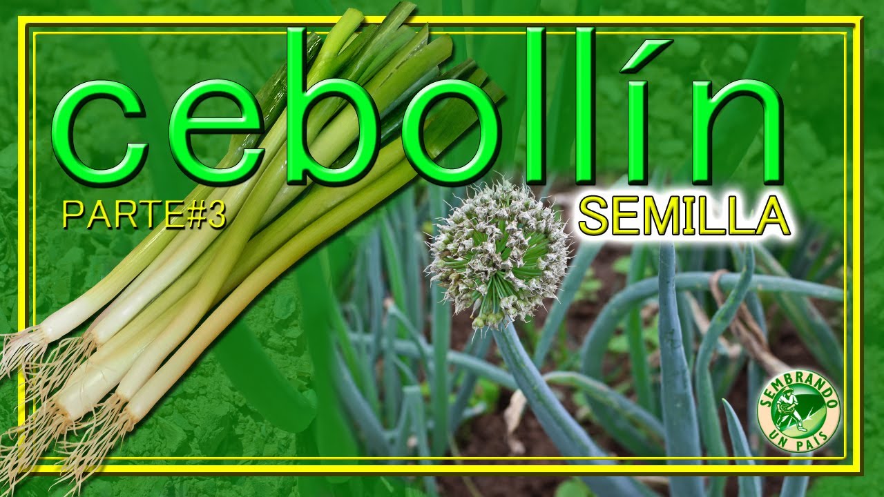 Cebollin