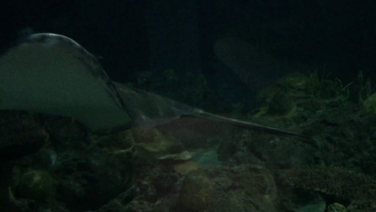 Ellie in the Shark Aquarium at Six Flags - YouTube