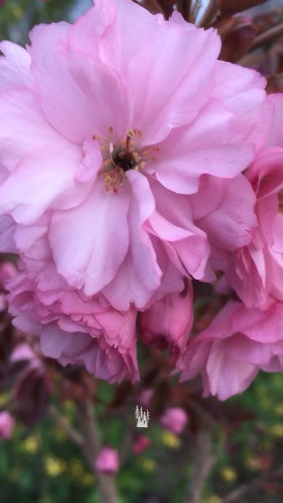 Сакура мелкопильчатая Роял Бургунди. Prunus serrulata Royal Burgundy ...