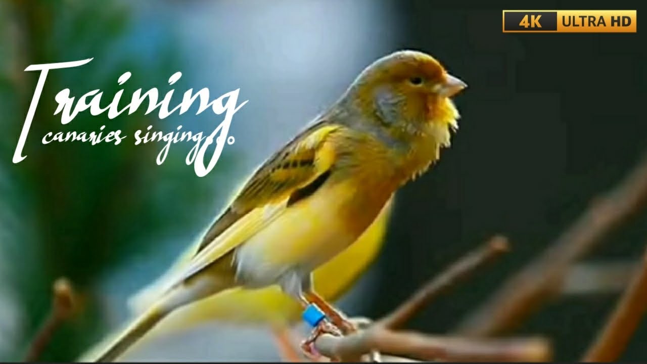 Canary singing - clear sound for training - YouTube