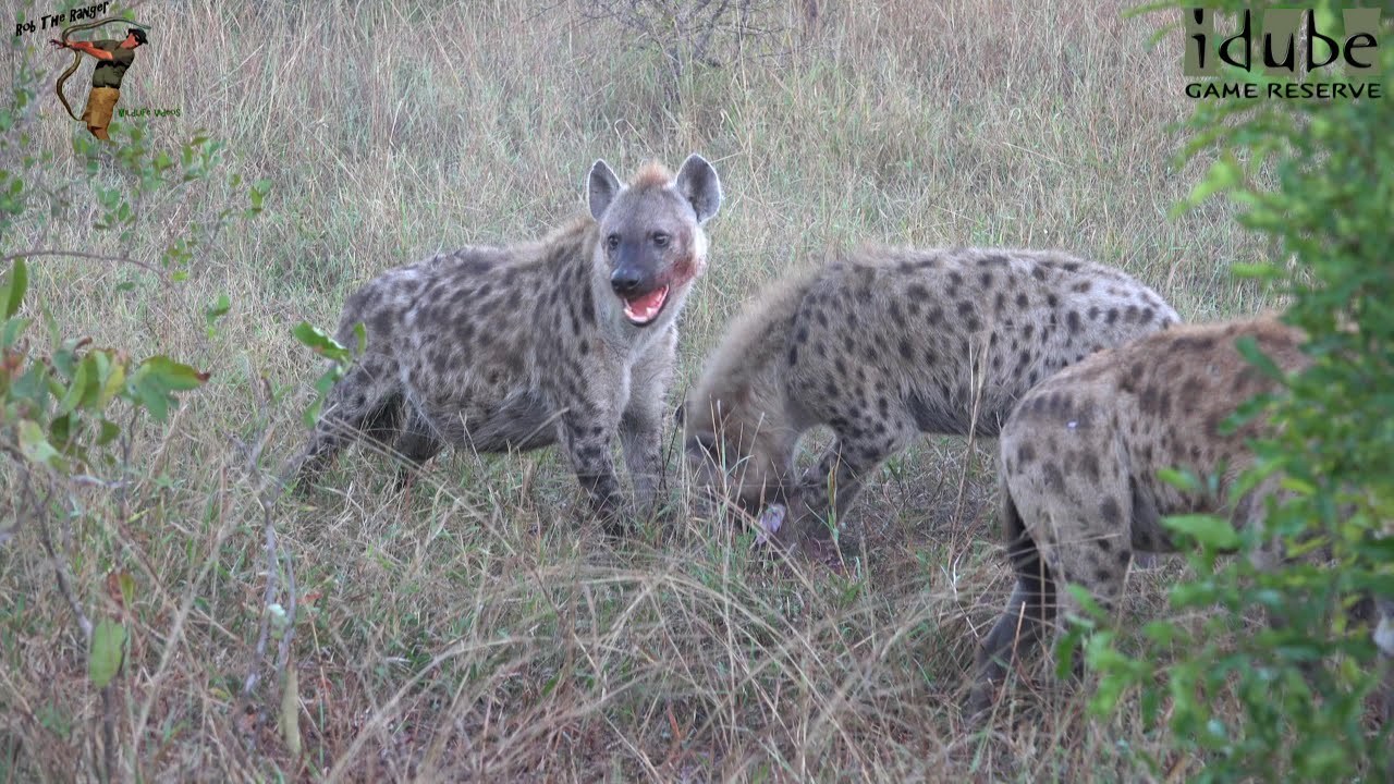 Hyena Clan Caught Themselves Some Breakfast! - YouTube