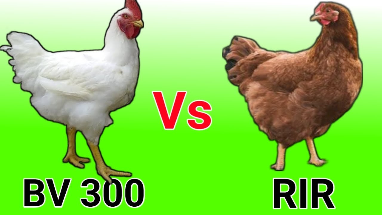 74 RIR murgi farm, Black australorp chickens, Gramapriya chicken breed ...
