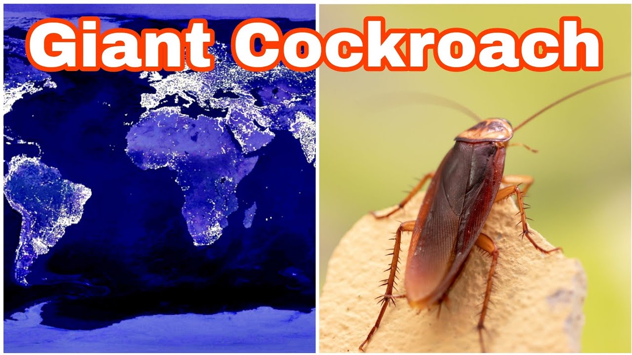 Giant Cockroach found on Google Earth #googleearth #googlemaps #map # ...