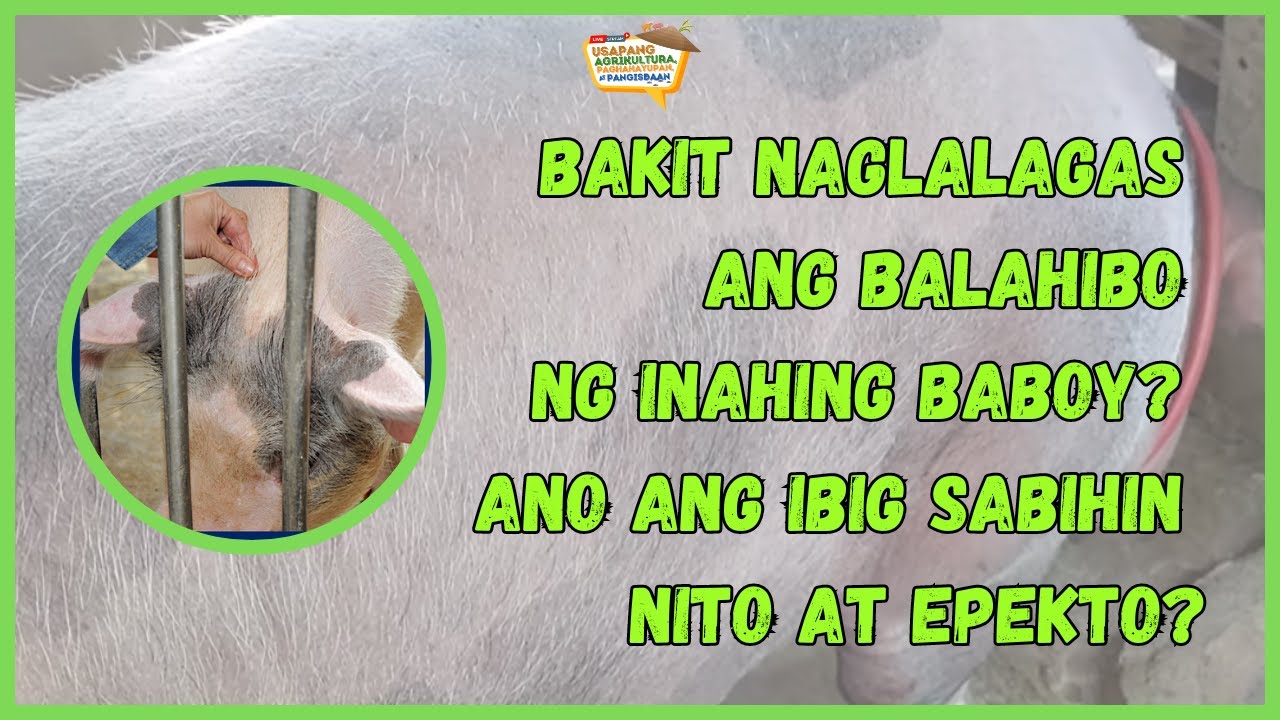 Bakit Naglalagas ang Balahibo ng Inahing Baboy? Ano ang Ibig Sabihin ...