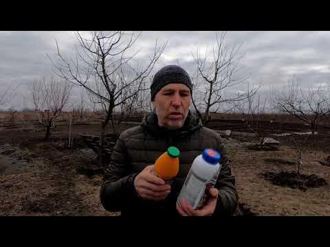 Первая обработка сада Нужна ли бордосская жидкость?(Перша обробка саду ...