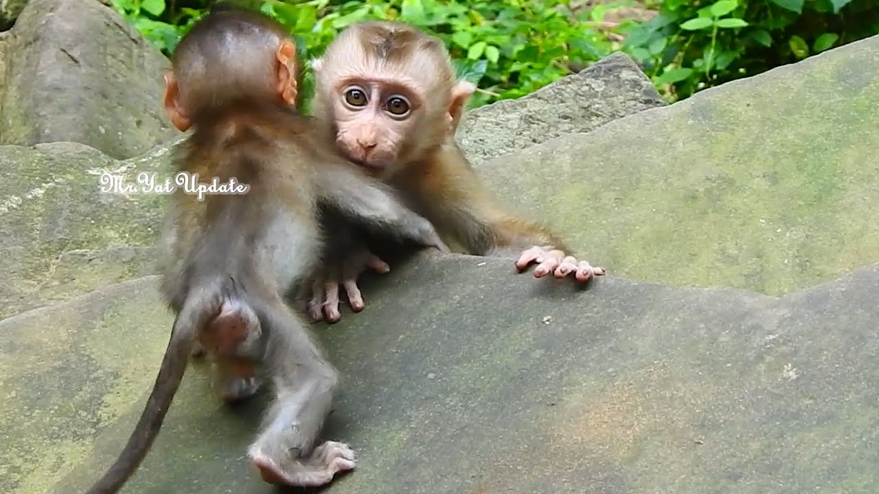 Angela loves to hug Rainbow, baby chill out happily, Libby is very busy grooming - YouTube